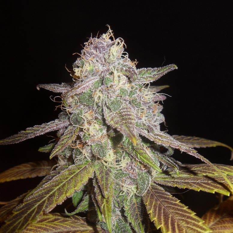 5 legendary cannabis breeders you need to know | Seedsman blog