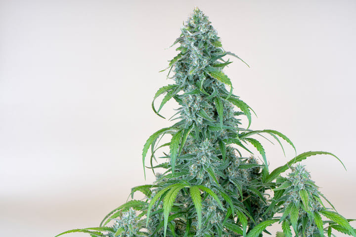 Best 90s Cannabis Strains | Retro Weed Classics | Seedsman
