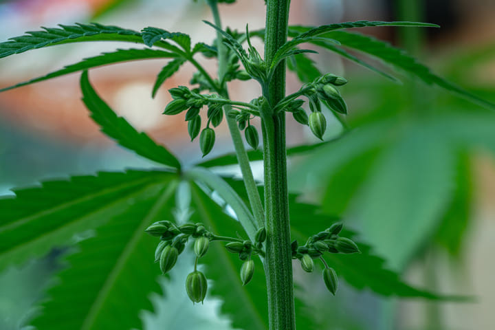 Cannabis Seed Feminization: How It's Done | Seedsman Blog