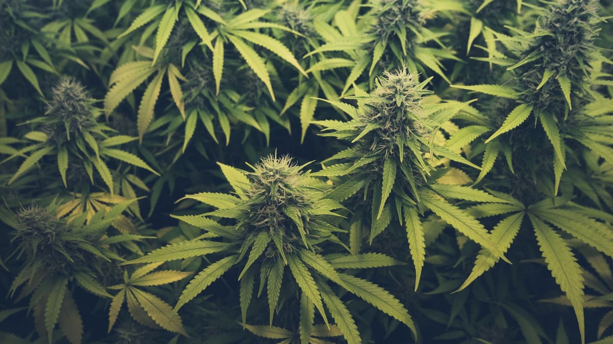 Cultivars, Phenotypes, and Chemotypes: Understanding Terms |Seedsman Blog