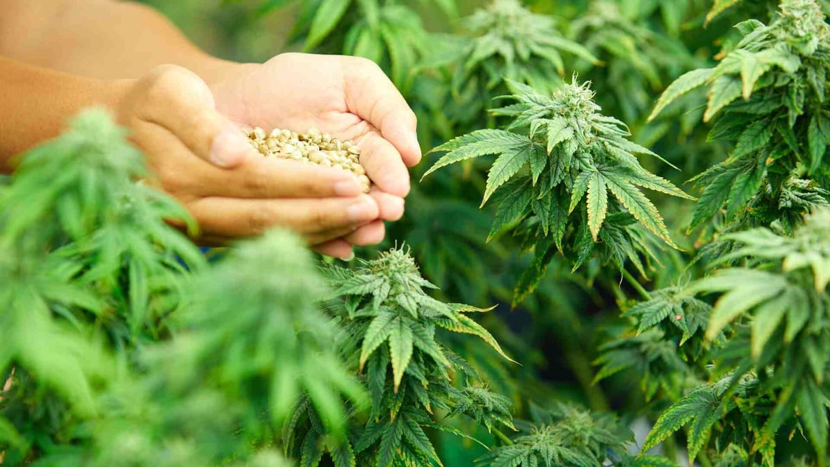 What Is Sinsemilla And Why Does It Matter? | Seedsman Blog
