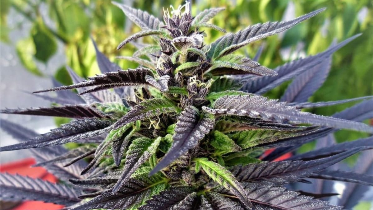 Learn From Your Last Grow To Improve Your Next Grow | Seedsman Blog