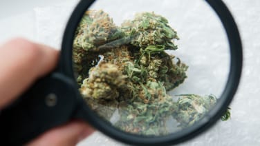Most Weed Ever