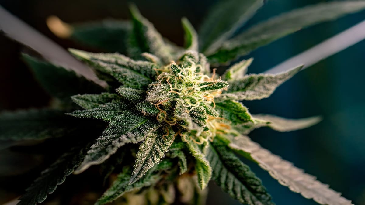 How To Grow Skunk Indoors For Maximum Yield | Seedsman Blog