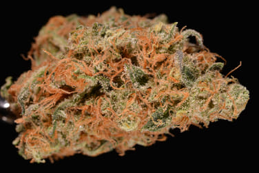 Agent Orange Weed