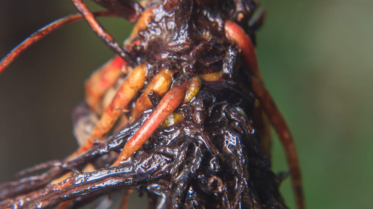 HOW TO DEAL WITH COMMON PLANT PATHOGENS: FUSARIUM WILT AKA ROOT ROT