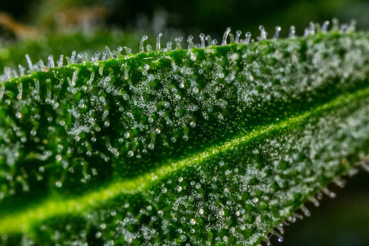 A Quick Guide To Trichomes | Seedsman Blog